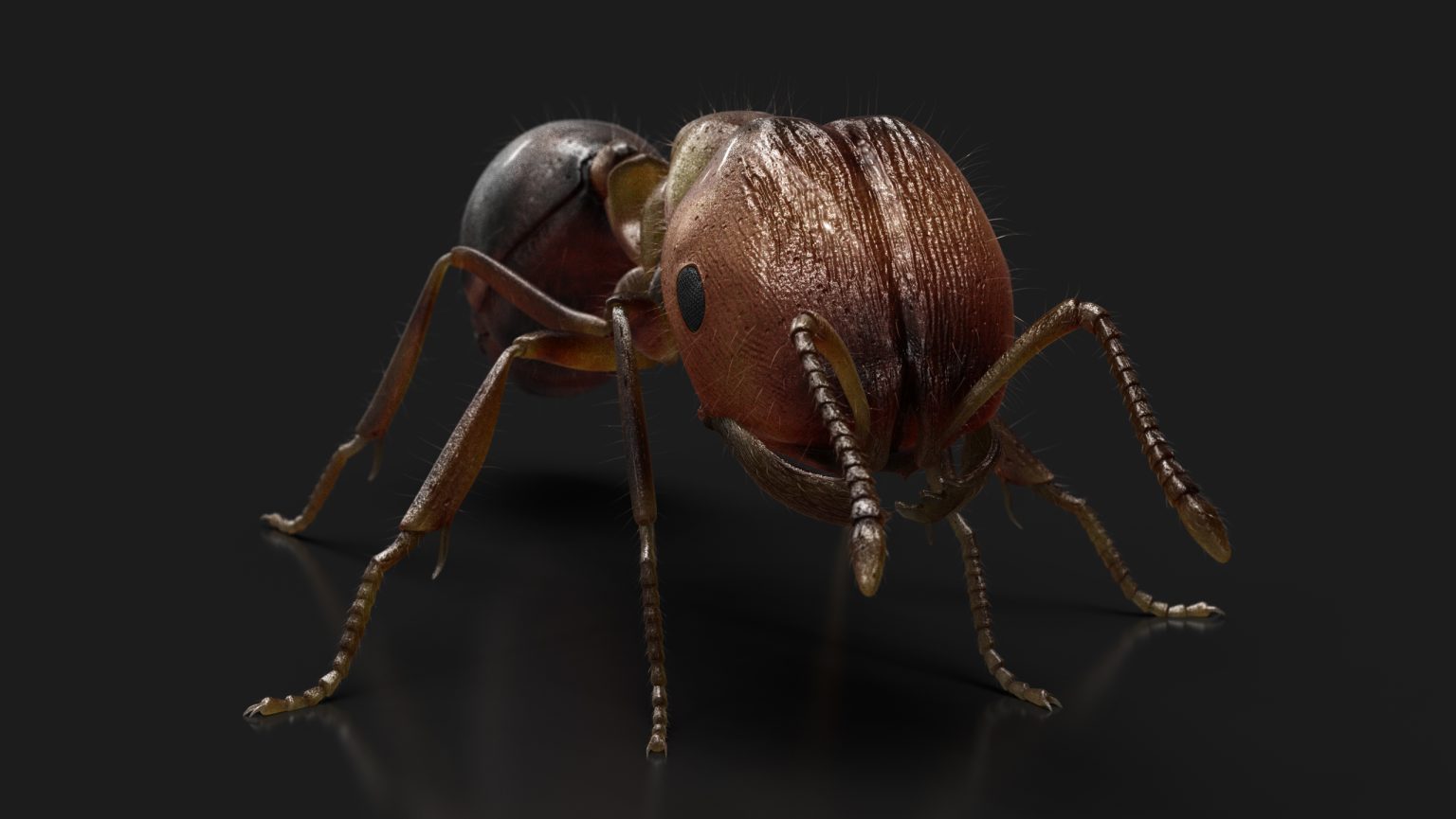 Ant ANIMATED - Massimo Righi