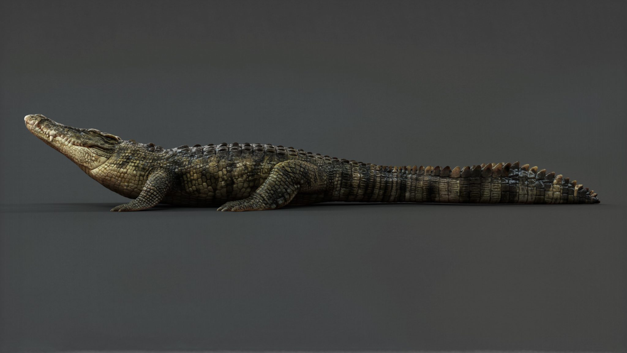 Crocodile Animated | 3D Models Online