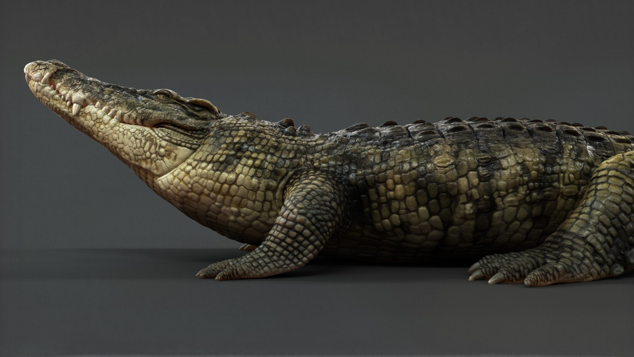 Crocodile Animated | 3D Models Online