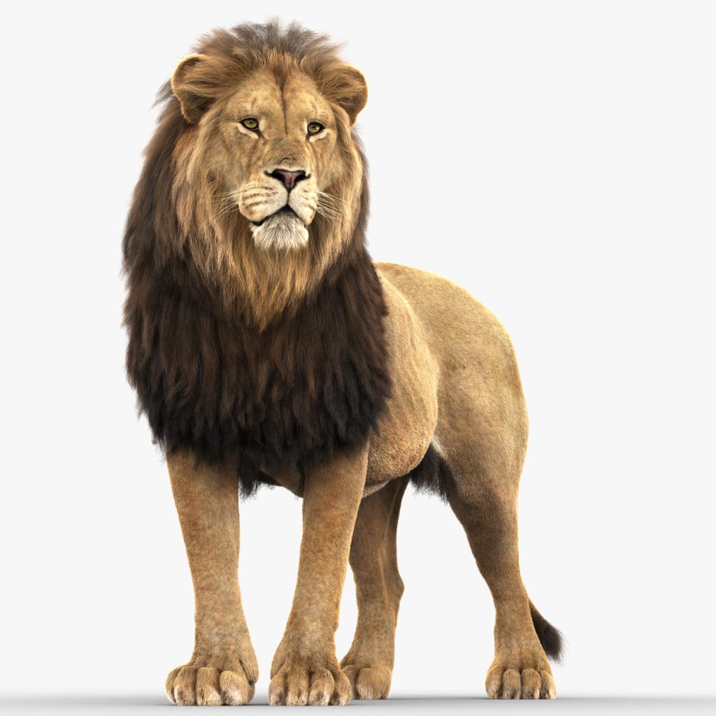 Lion (C) (RIG) (XGEN-CORE) Online | 3D Models Online | Massimo Righi