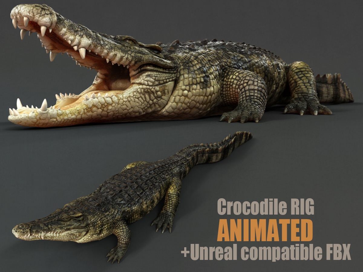 Crocodile Animated | 3D Models Online
