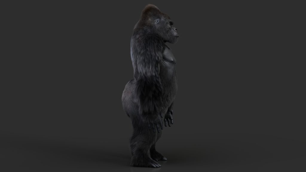 Gorilla Rigged Online | Buy Gorilla Models Online