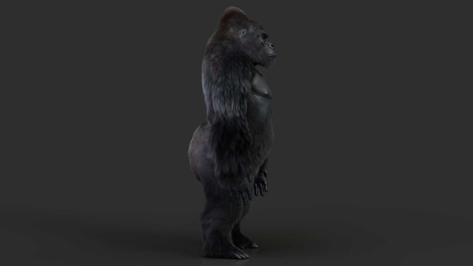 Gorilla Rigged Online | Buy Gorilla Models Online