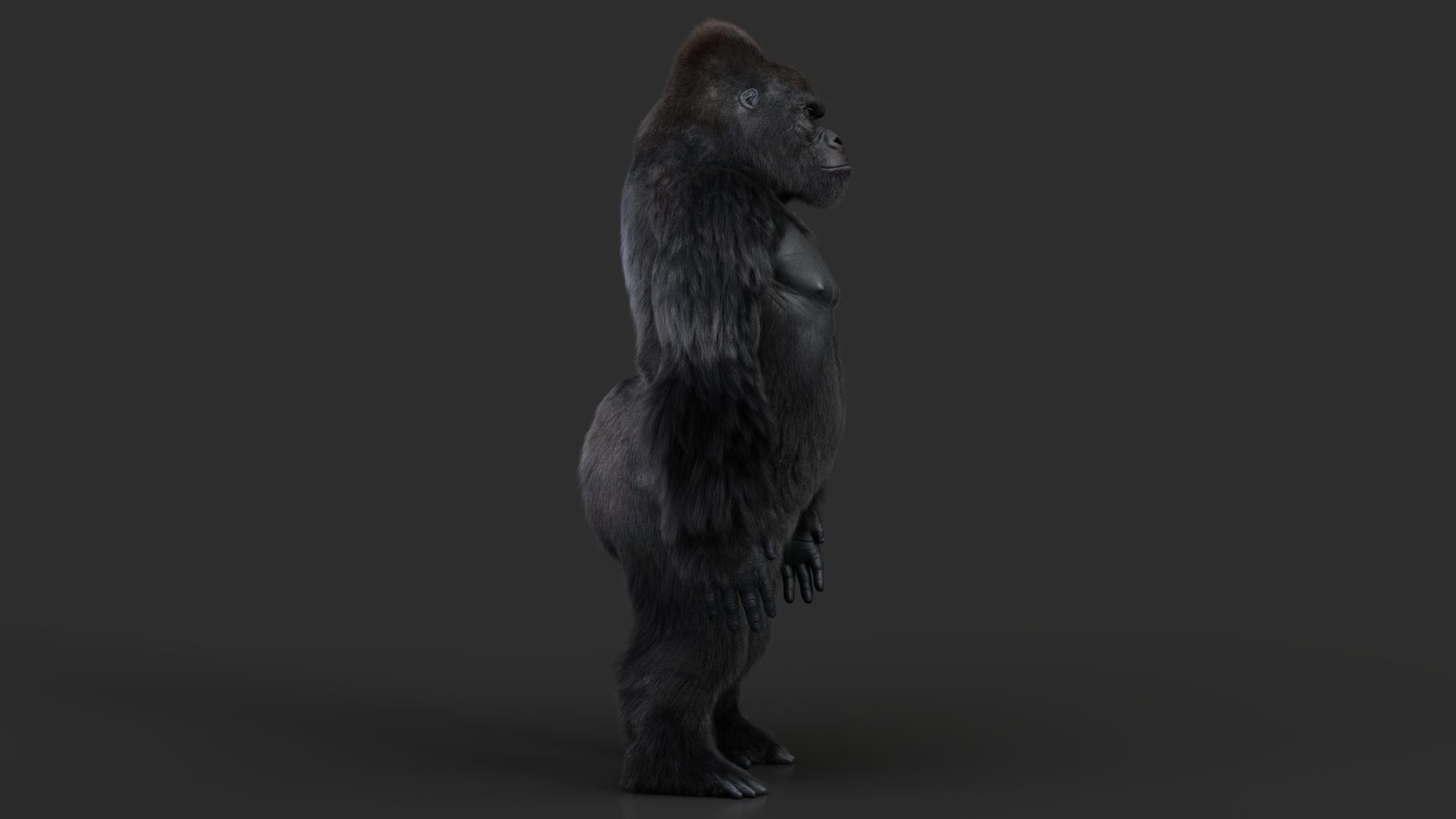 Gorilla Rigged Online | Buy Gorilla Models Online