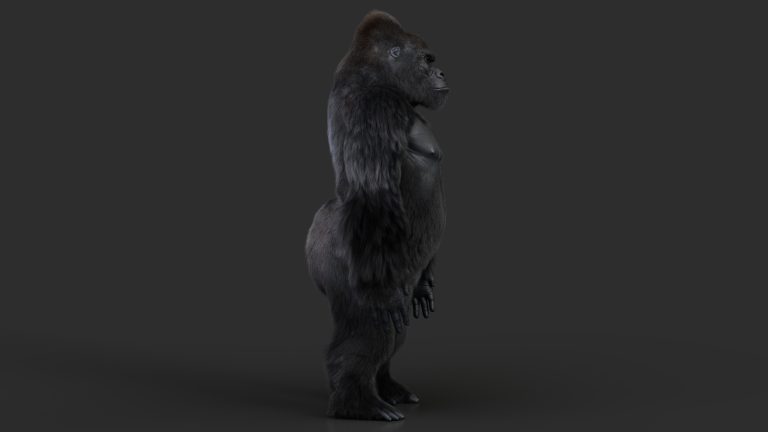 Gorilla Rigged Online | Buy Gorilla Models Online