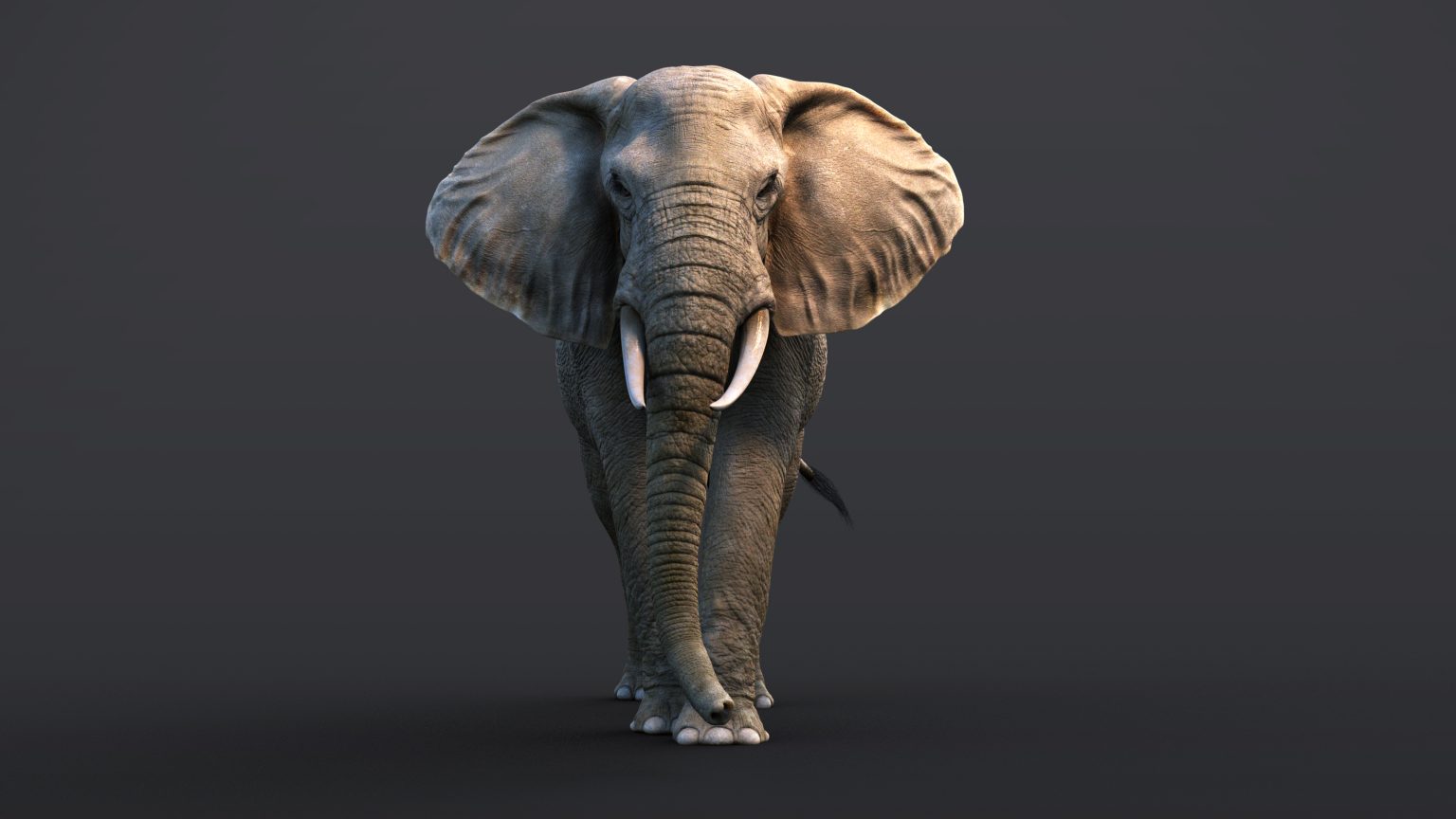 African Elephant 3D Models | Animal 3d Models
