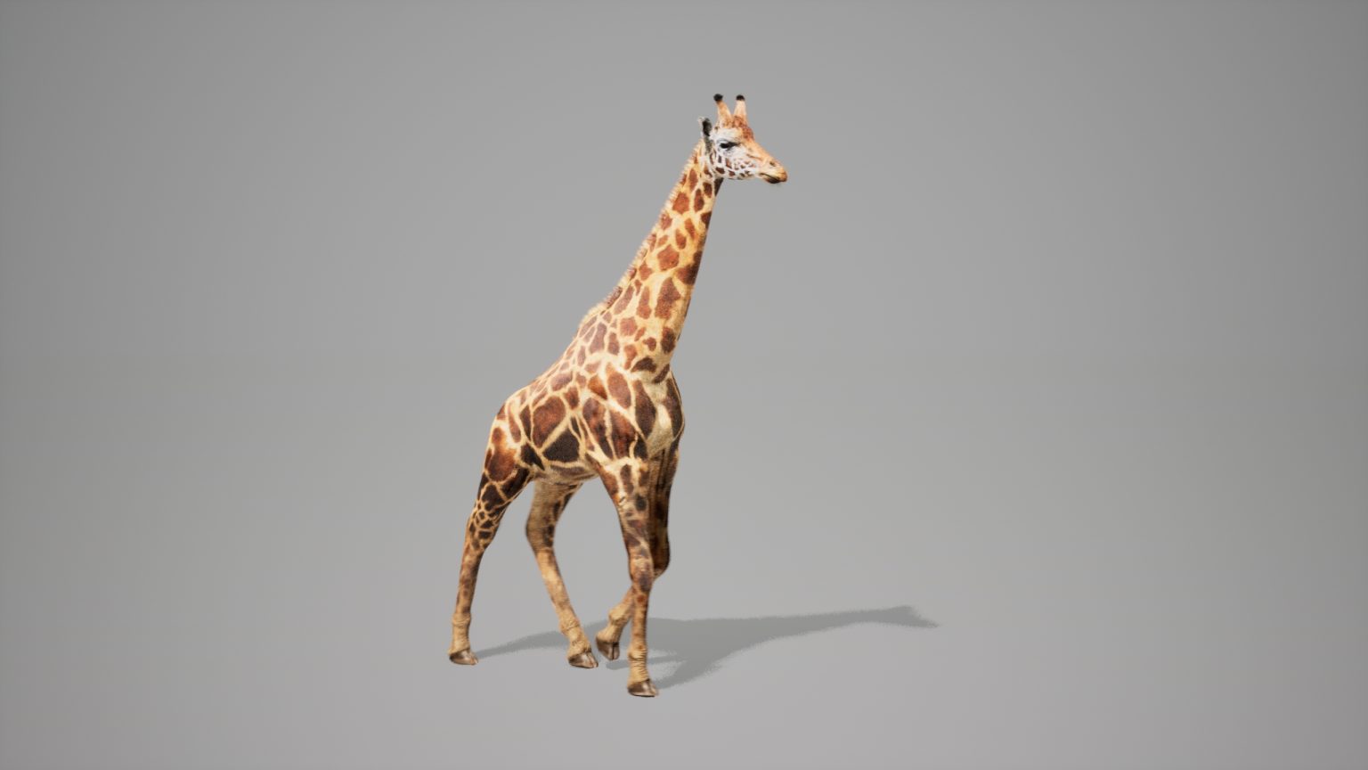 Giraffe Animated Online | Buy 3D Models Online