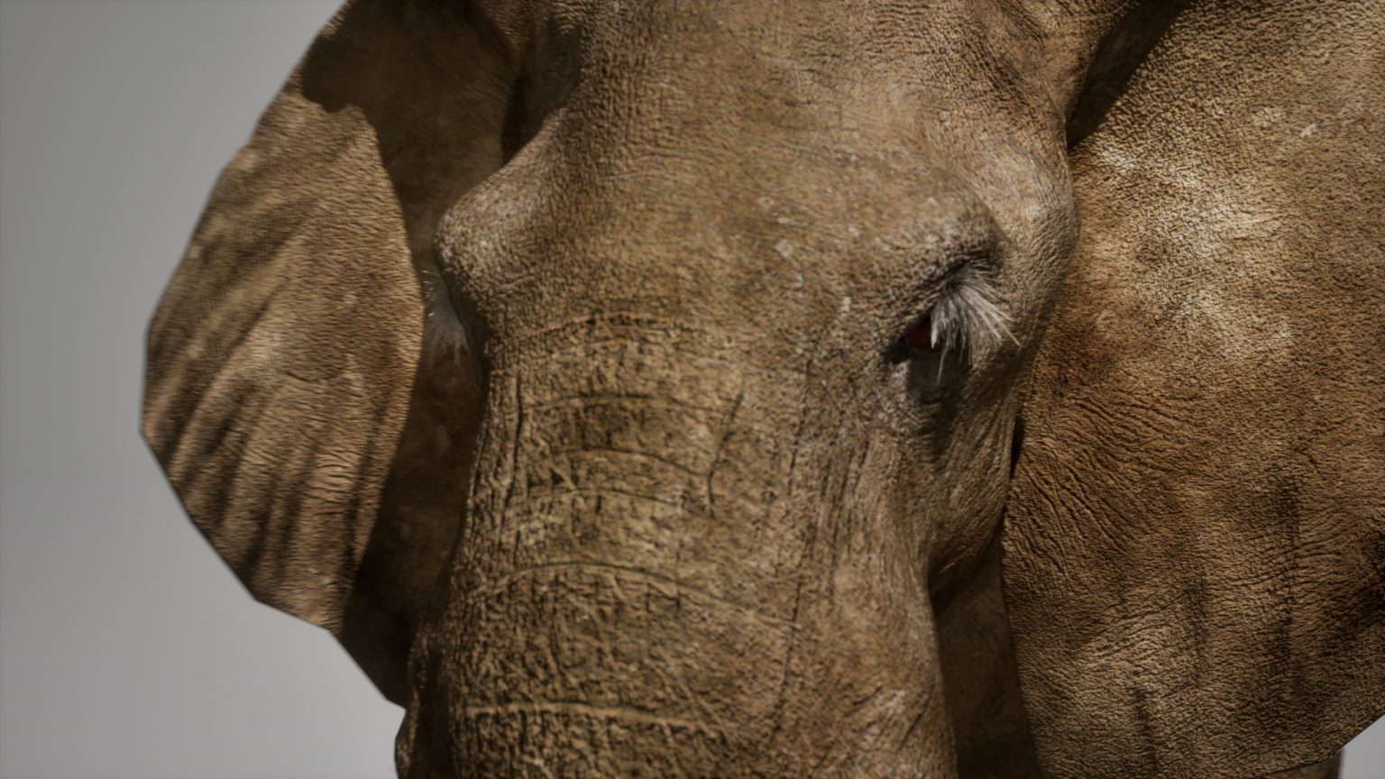 African Elephant Animated Online | Buy 3D Models Online