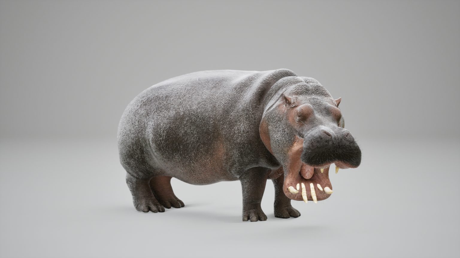 Hippopotamus 3D models online | Buy 3D Models Online