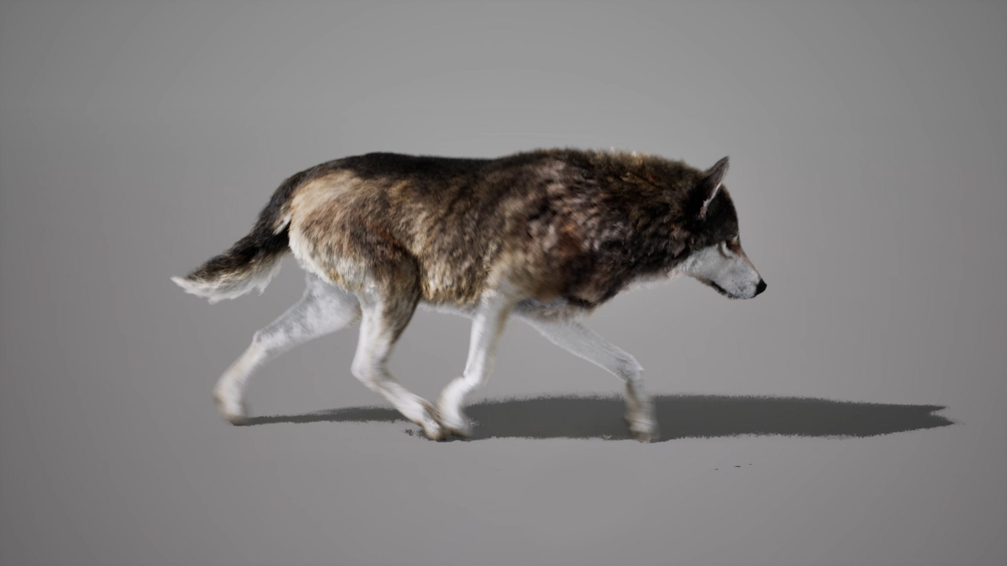 Wolf Pack Animated Unreal Online | Buy 3D Models Online