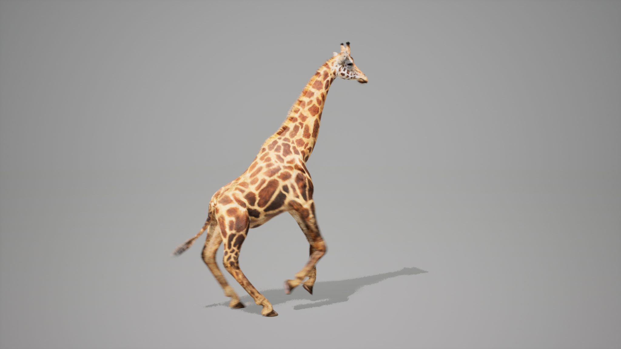 Giraffe Animated Online | Buy 3D Models Online
