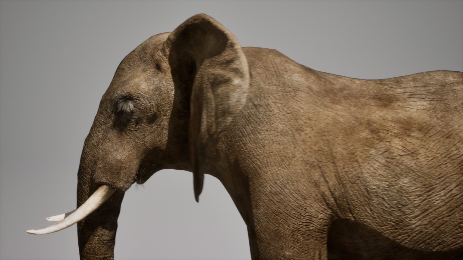 African Elephant Animated Online | Buy 3D Models Online