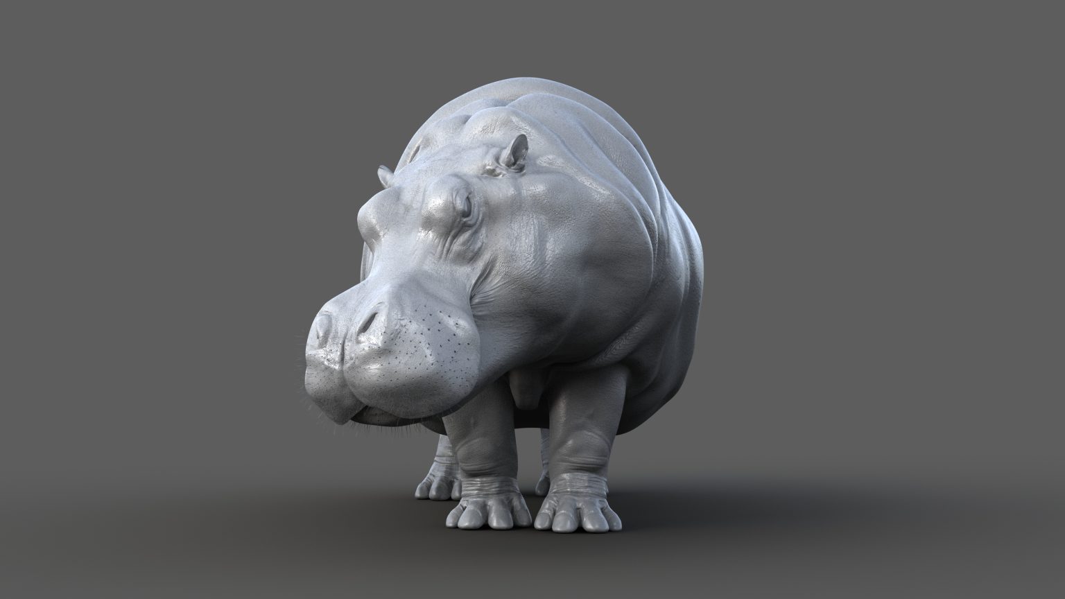 Hippopotamus 3D Models | Animal 3D Models