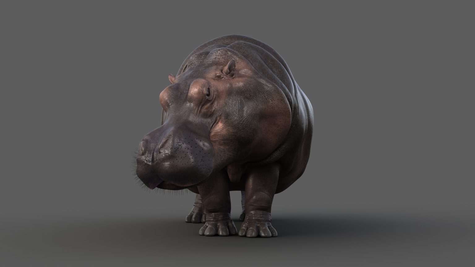 Hippopotamus 3D Models | Animal 3D Models