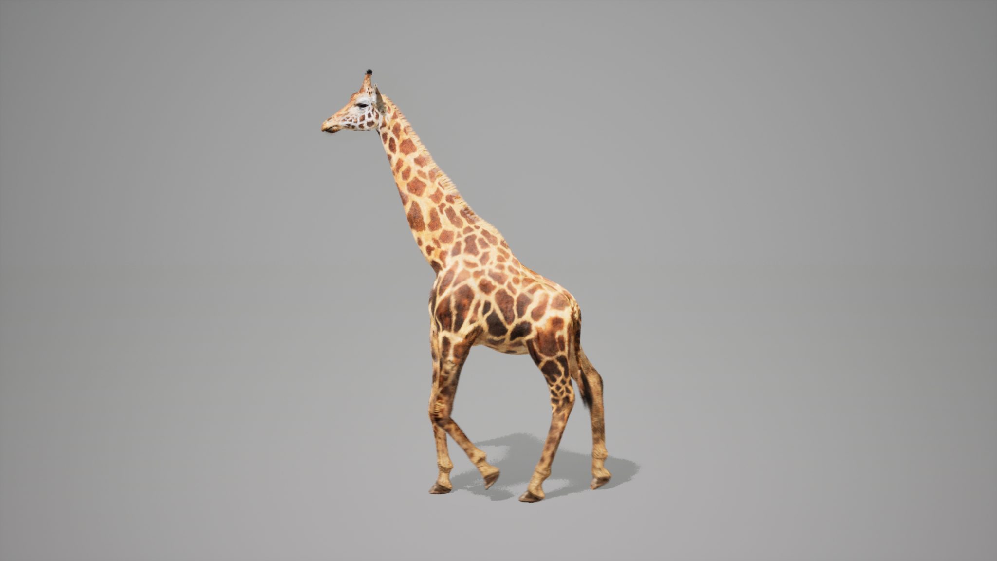 Giraffe Animated Online | Buy 3D Models Online
