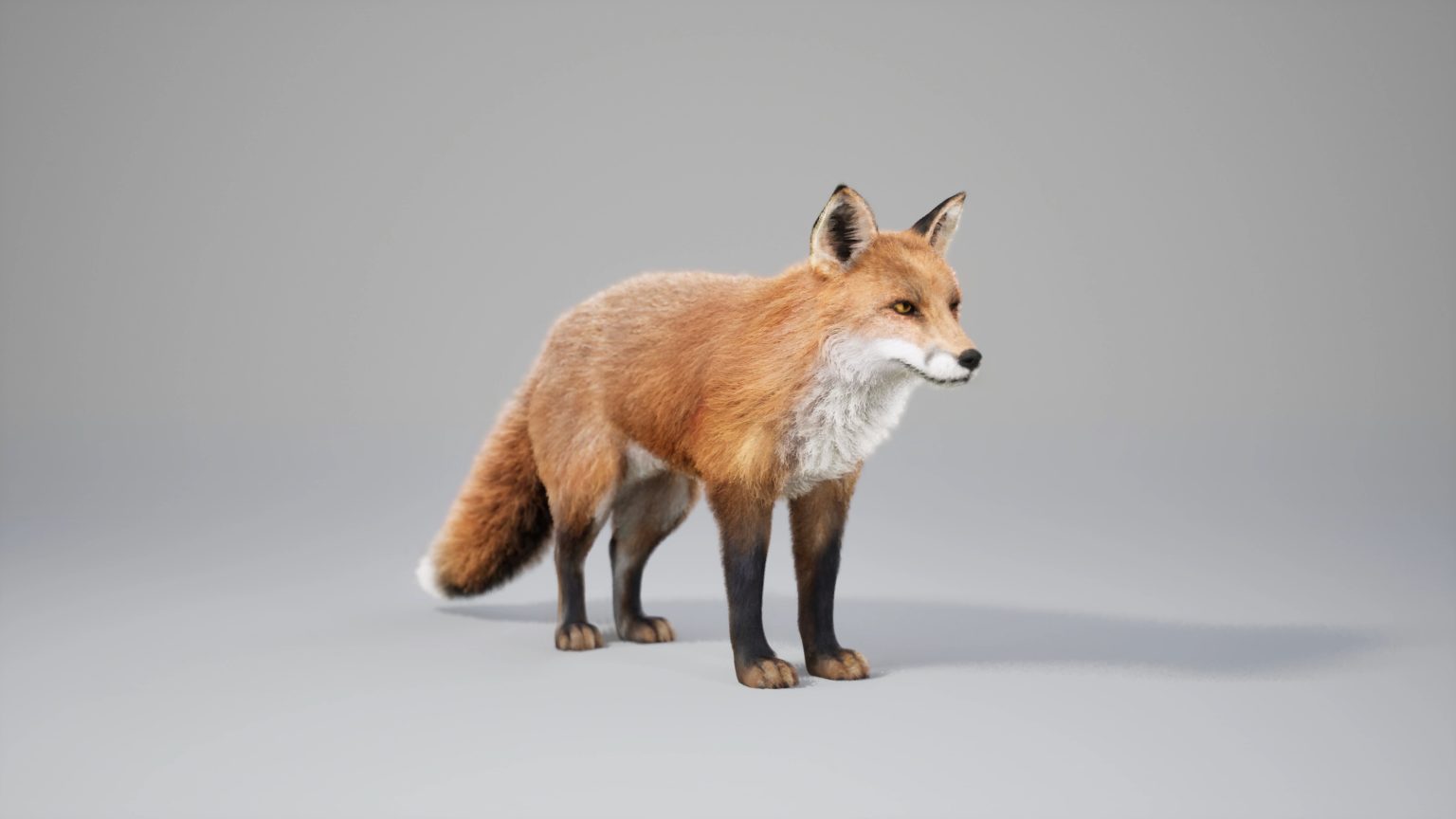 Fox 3D Models | Animal 3d Models