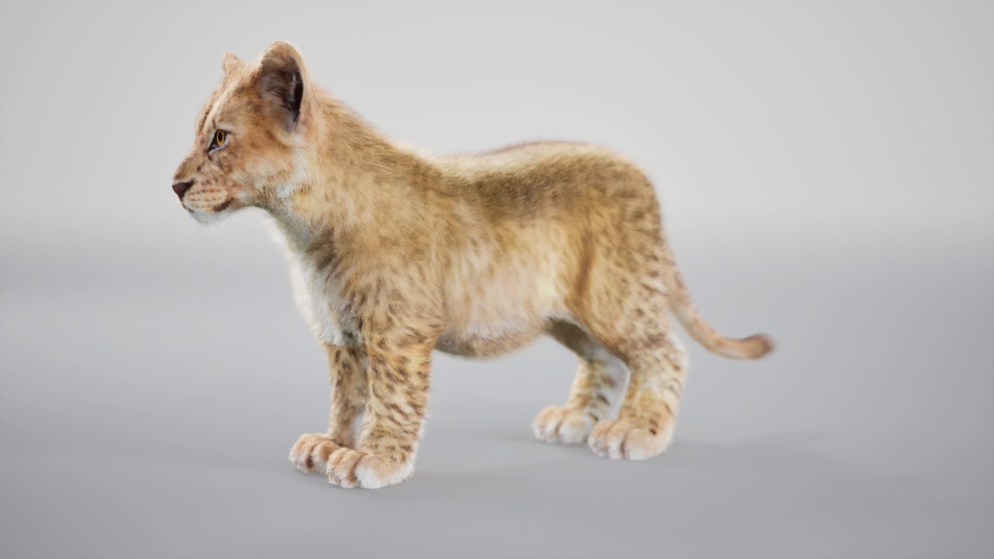 Lion Cub 3D Models | Animal 3D Models
