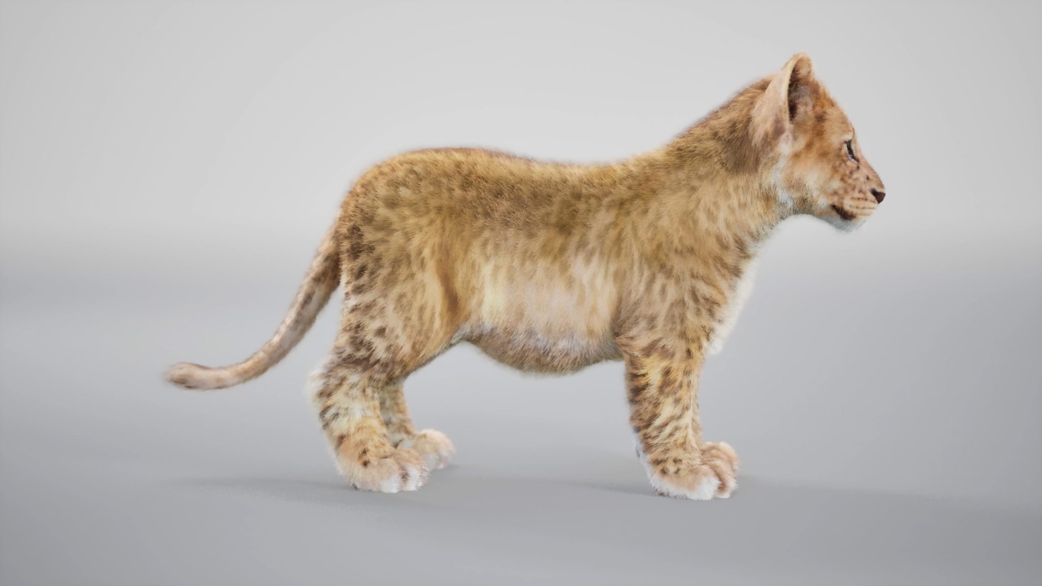 Lion Cub 3D Models | Animal 3D Models