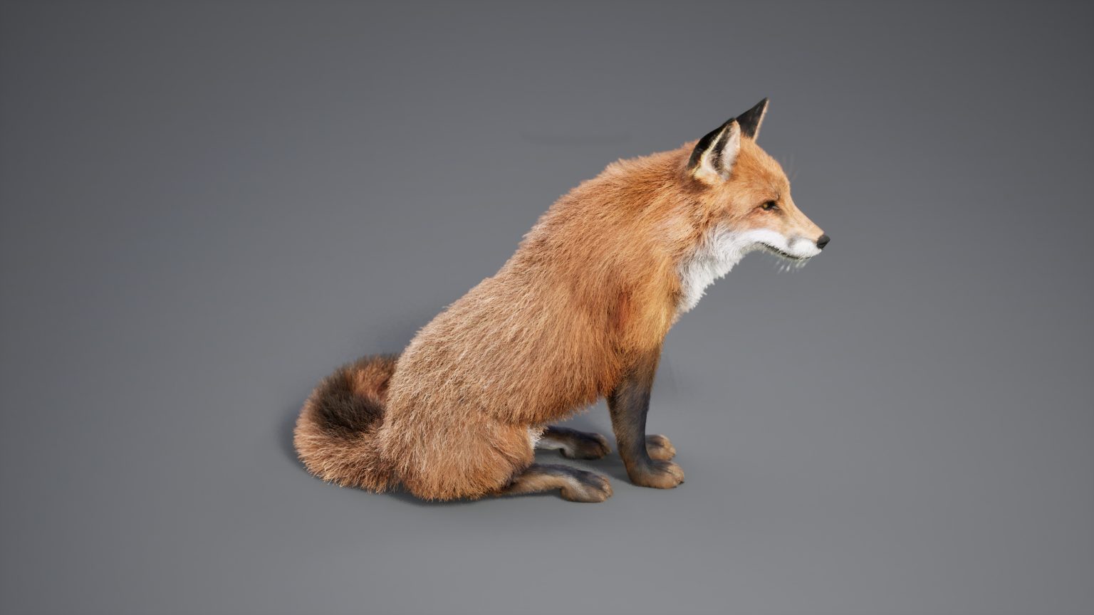 Fox 3D Models | Animal 3d Models