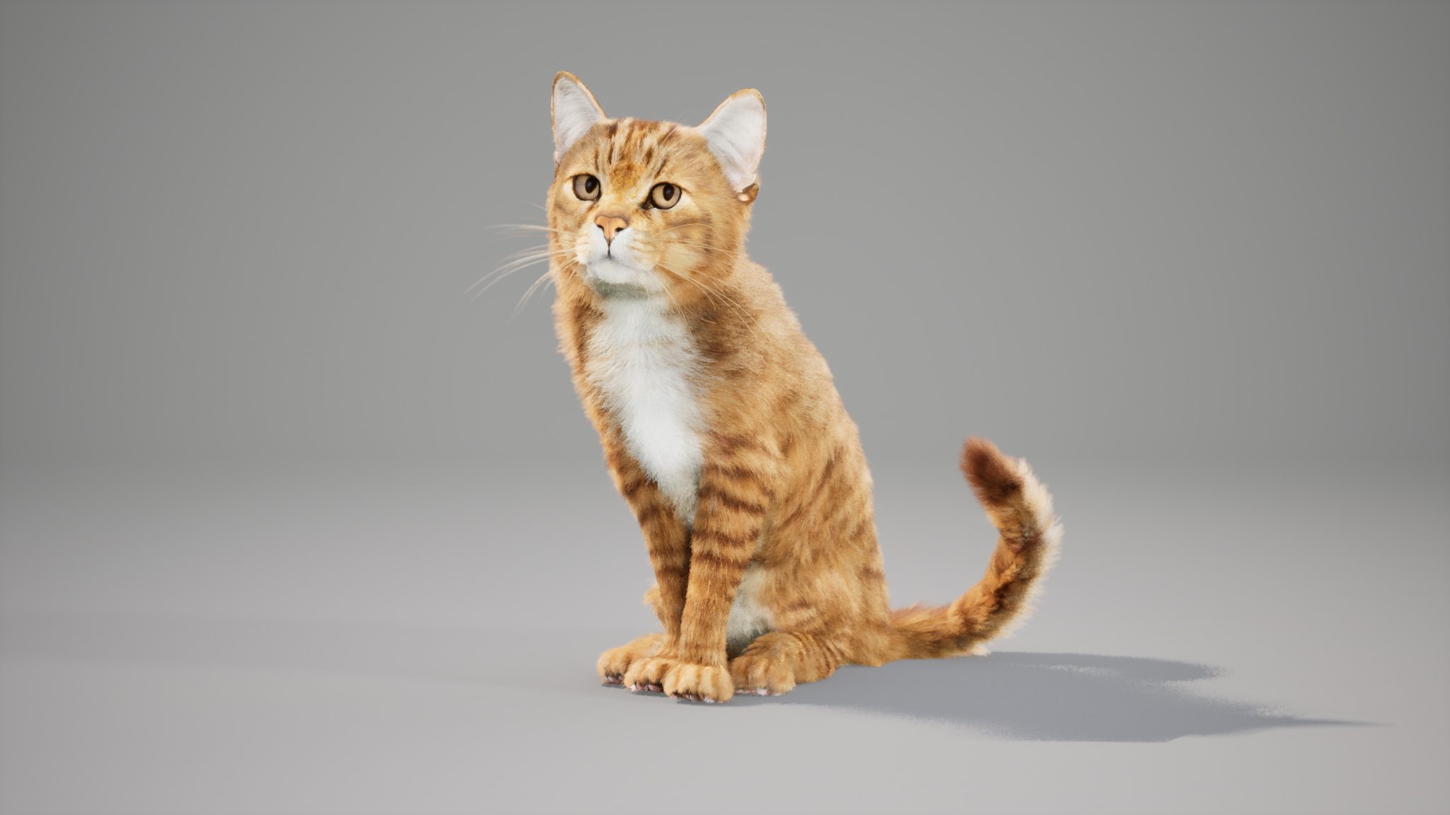 Cat Orange Tabby 3D Models | Animal 3d Models