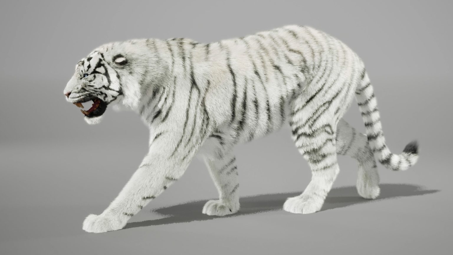 White Tiger 3D Models | Animal 3d Models