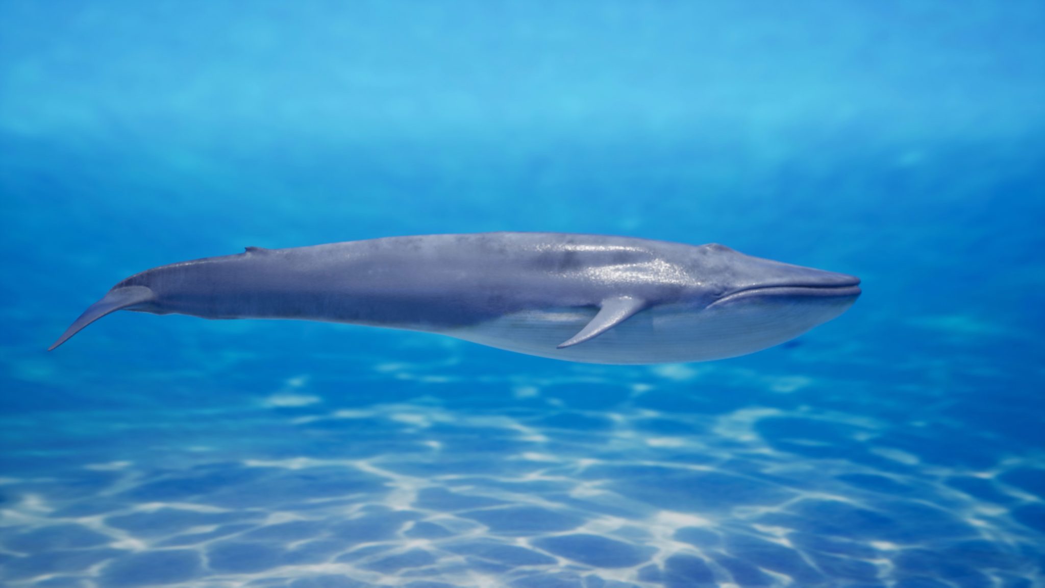 Blue Whale 3D Models | Animal 3d Models