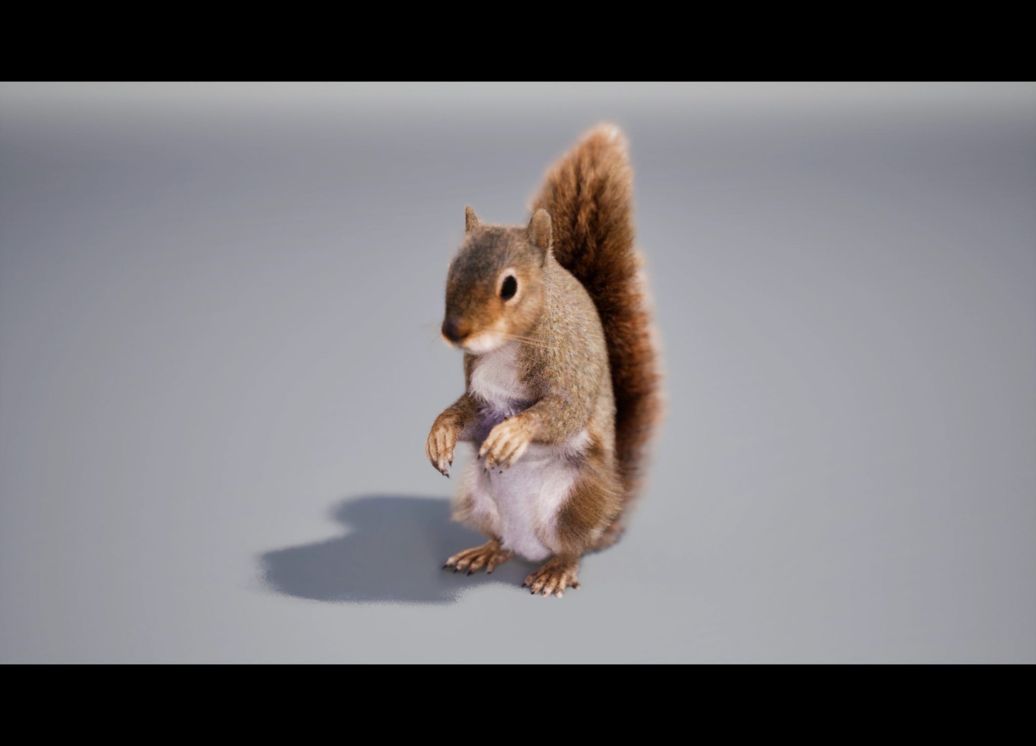 Squirrel Rig 3D Models | Animal 3d Models