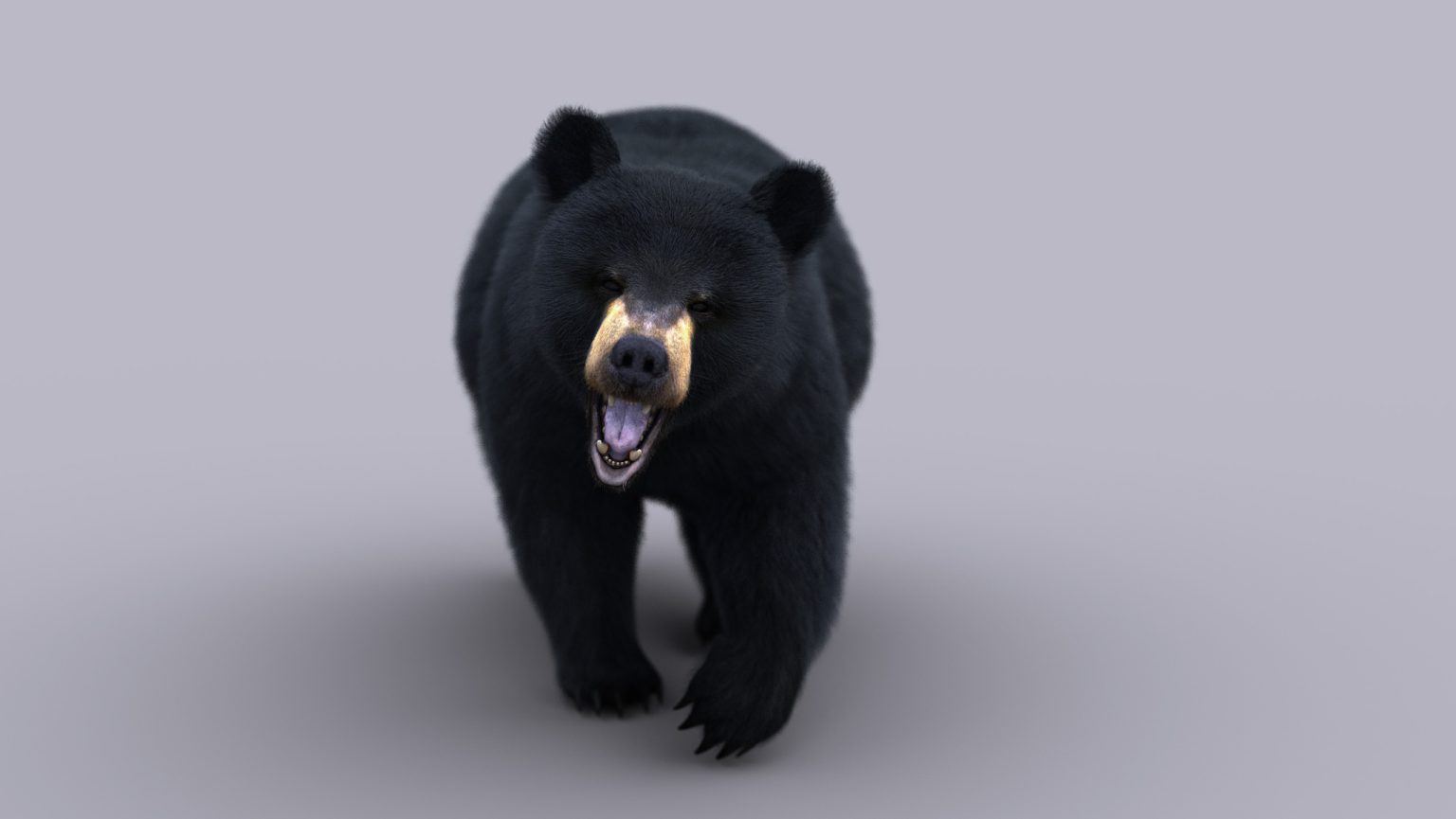Black Bear 3D Models | Animal 3d Models