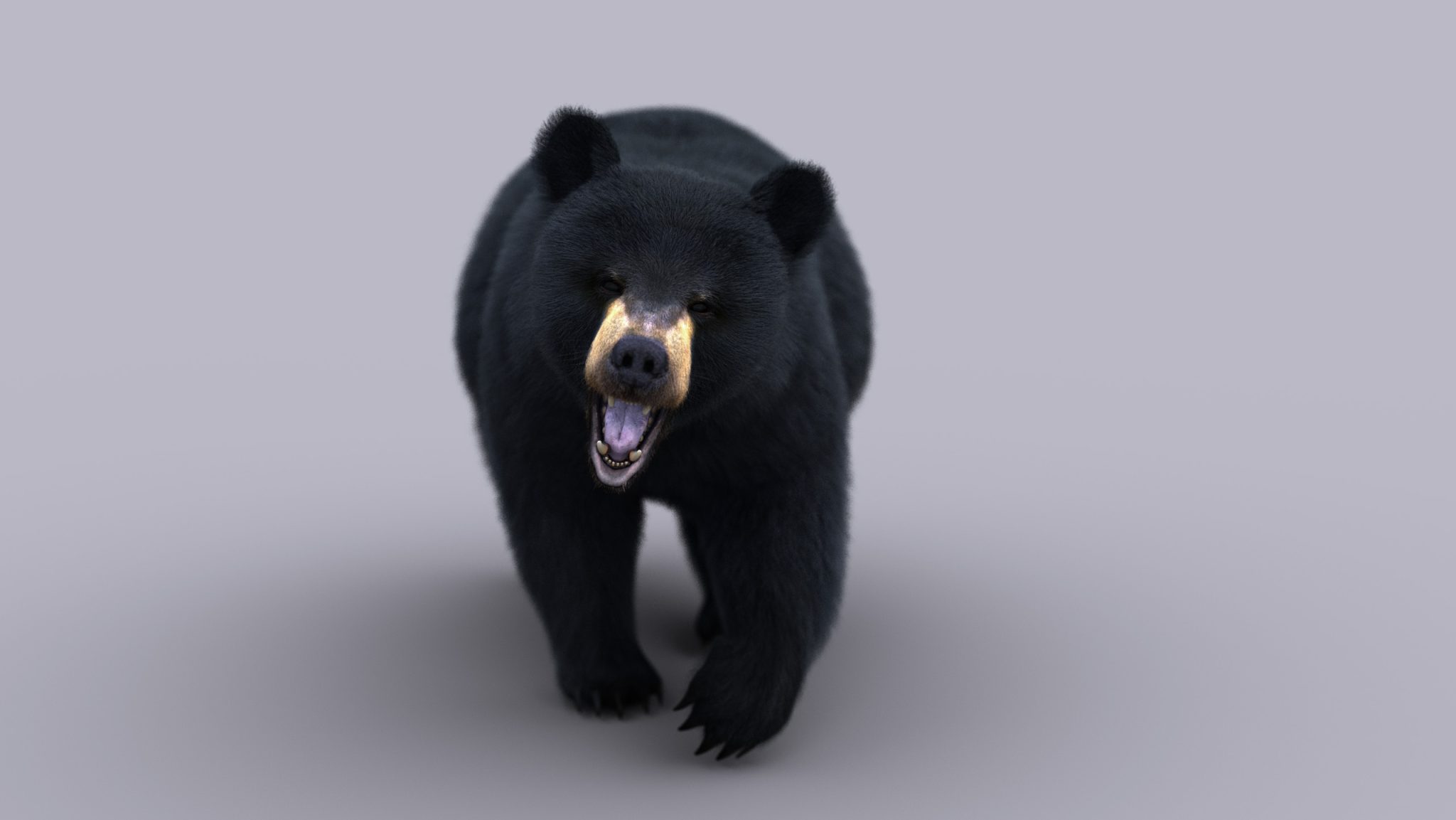 Black Bear 3D Models | Animal 3d Models