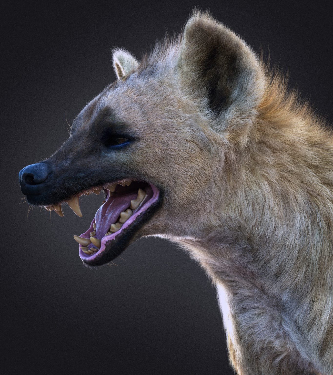 Hyena 3D Models | Animal 3d Models