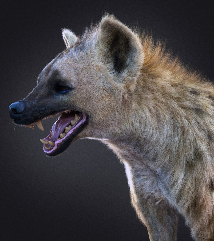 Hyena 3D Models | Animal 3d Models