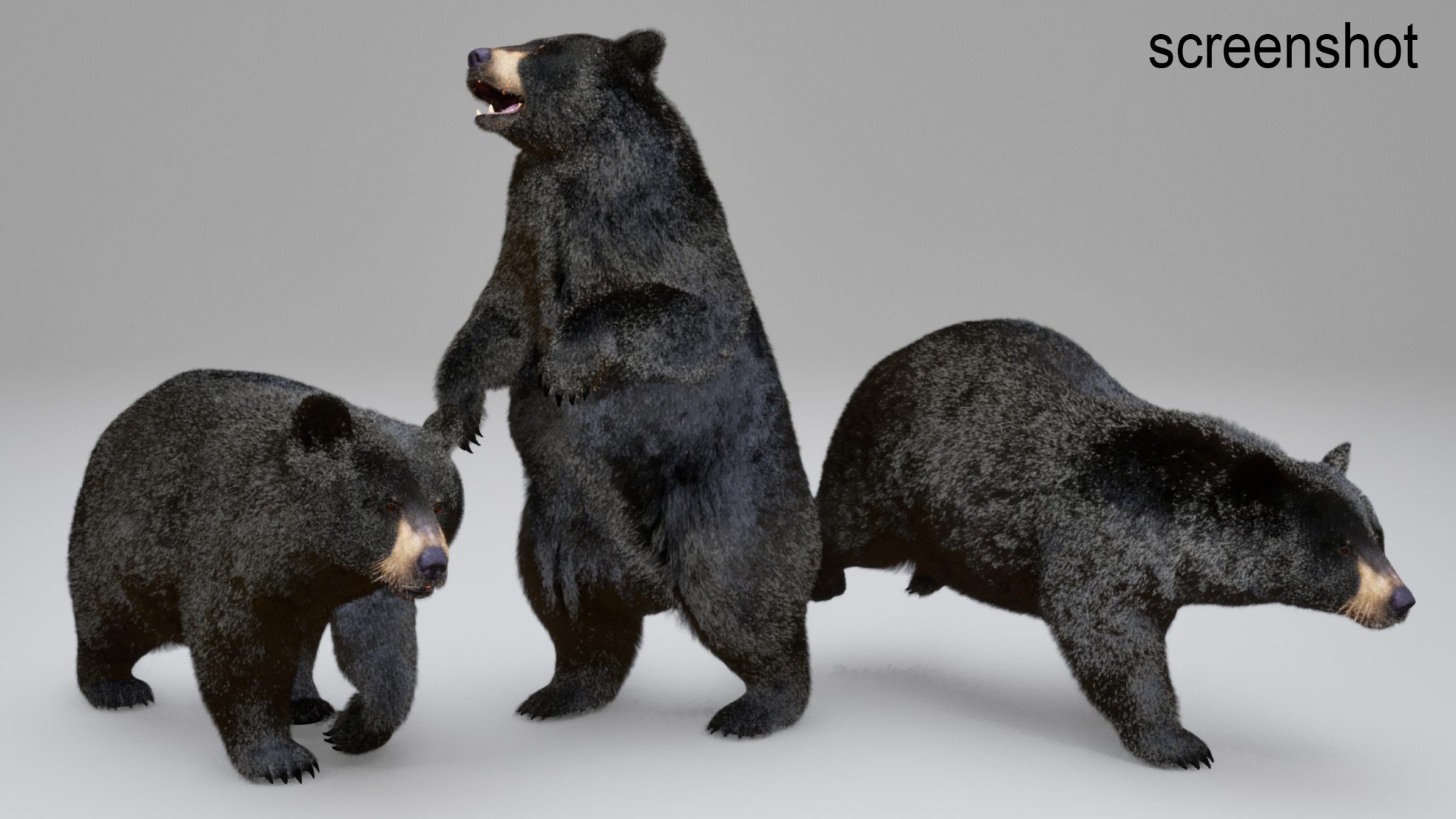 Black Bear 3D Models | Animal 3d Models