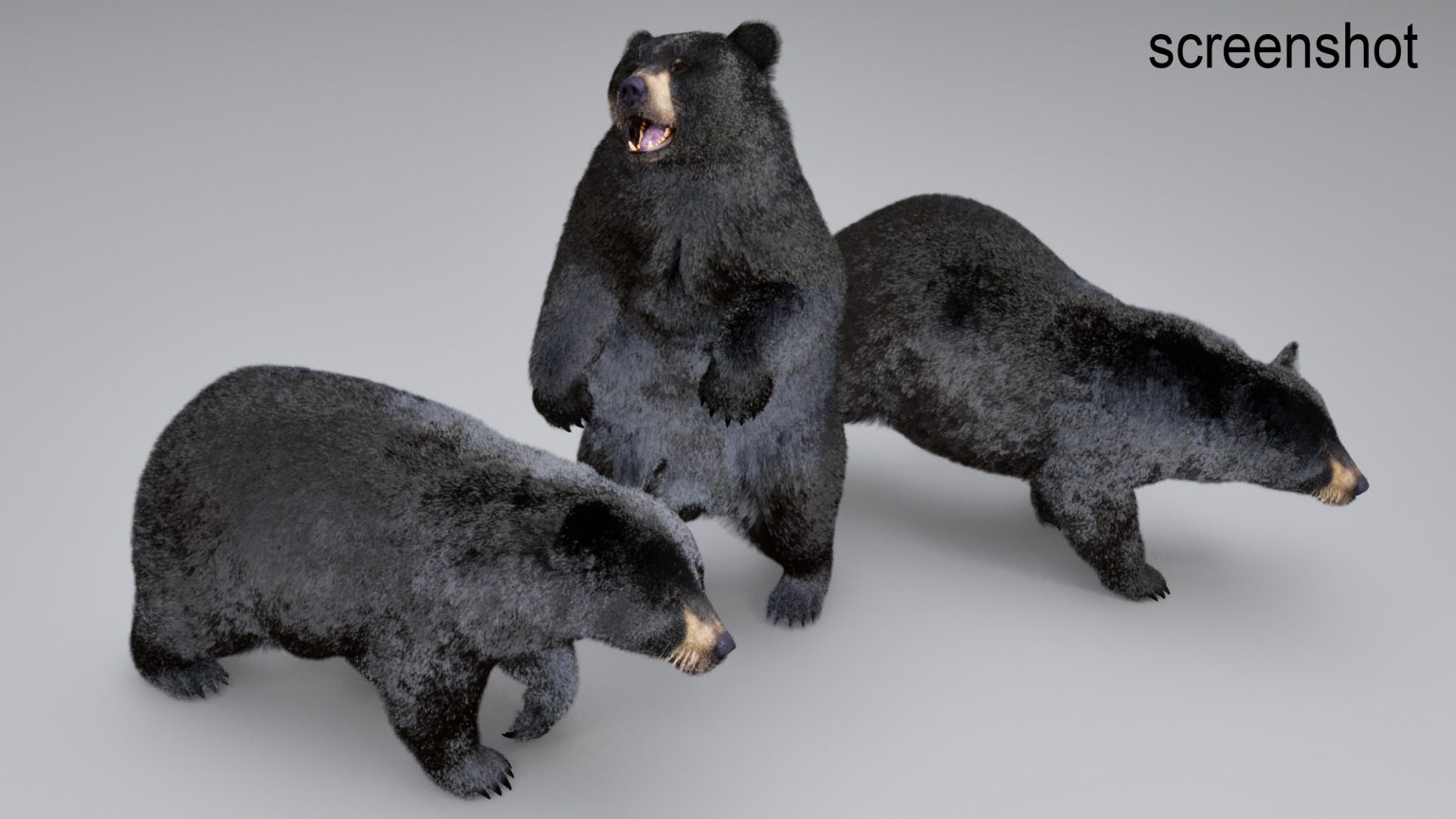 Black Bear 3D Models | Animal 3d Models