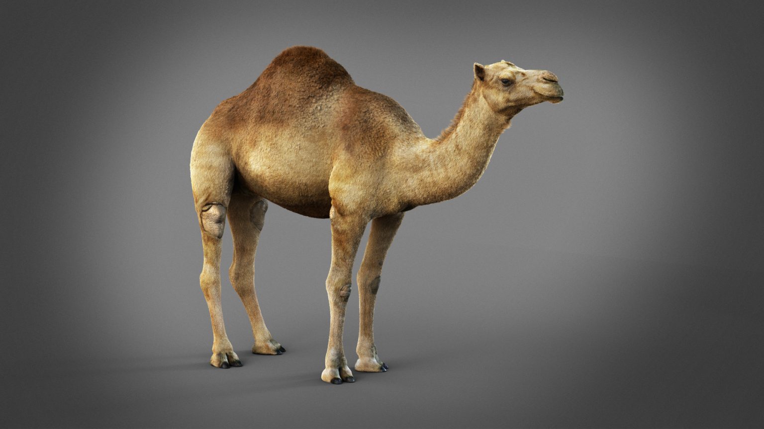 Dromedary 3D Models | Animal 3d Models