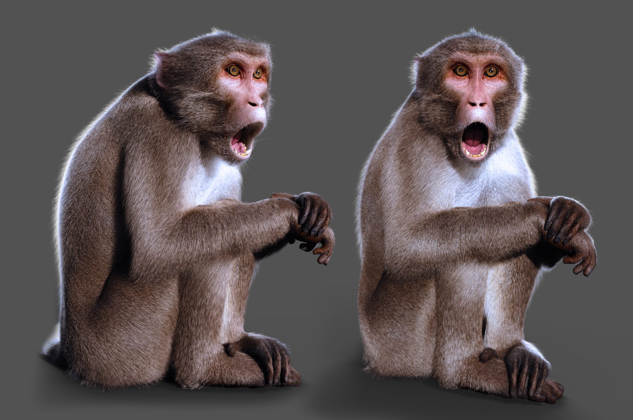 Rhesus Monkey Rig 3D Models | Animal 3d Models