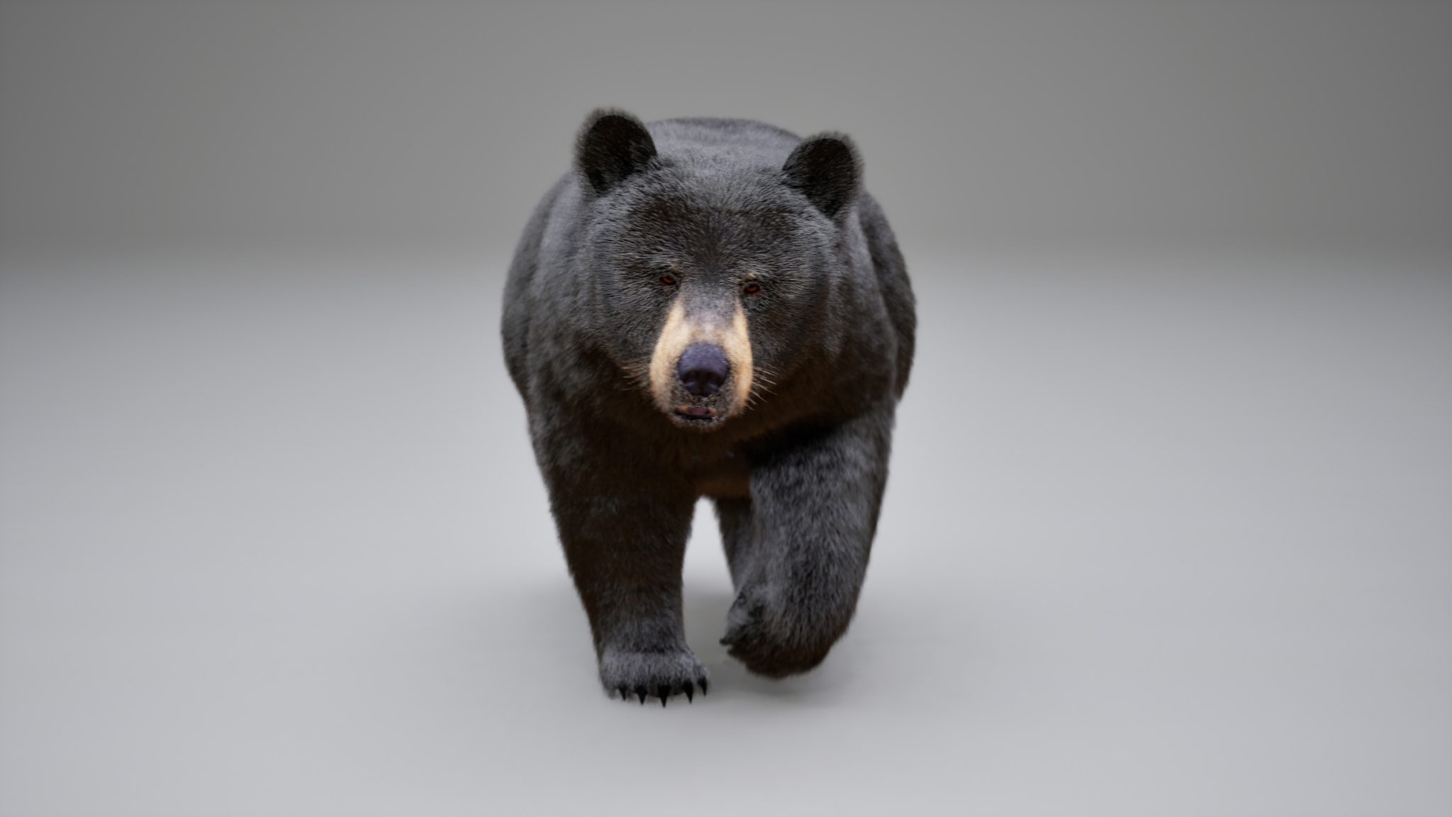 Black Bear 3D Models | Animal 3d Models