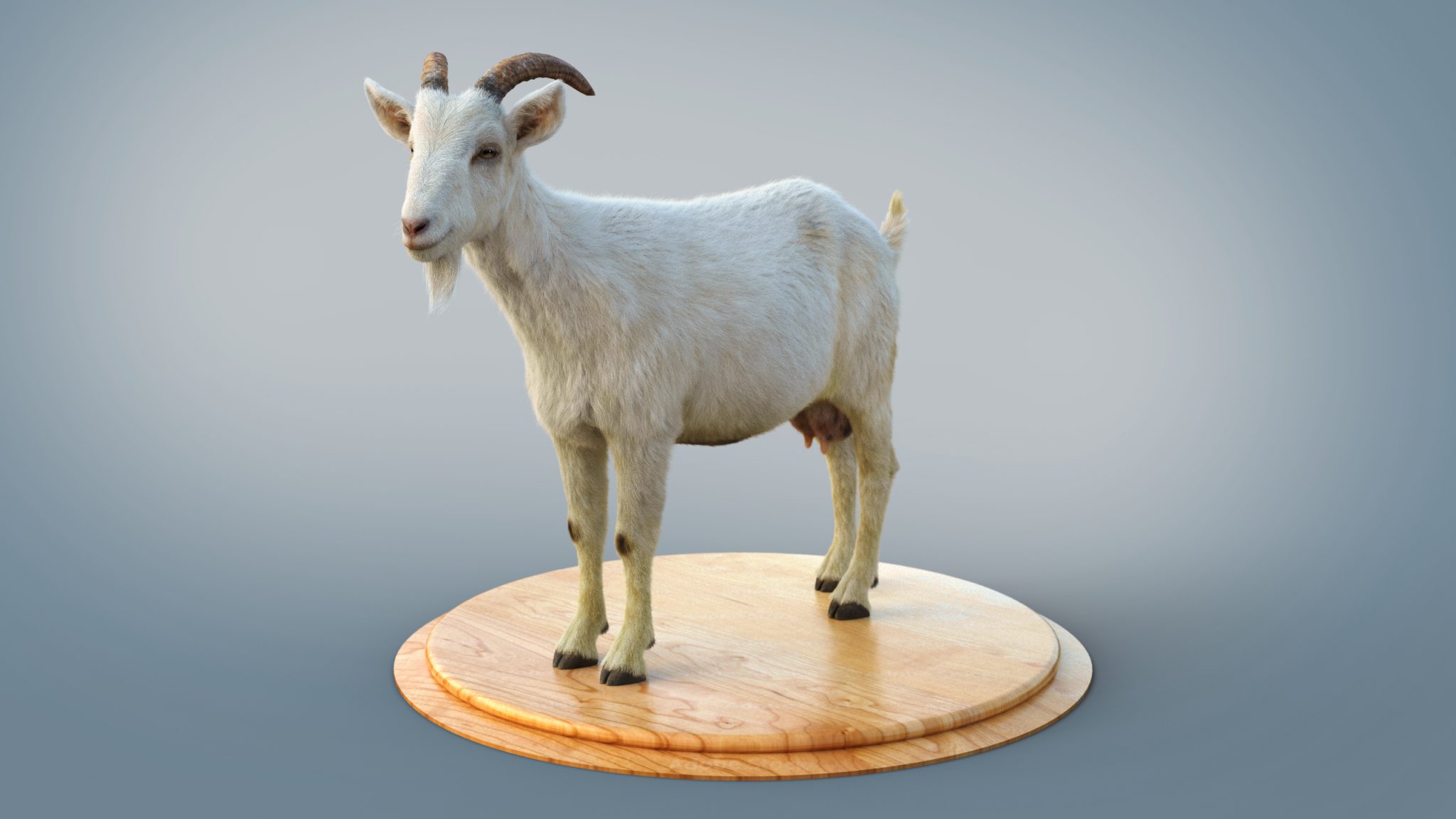 White Goat 3D Models | Animal 3d Models