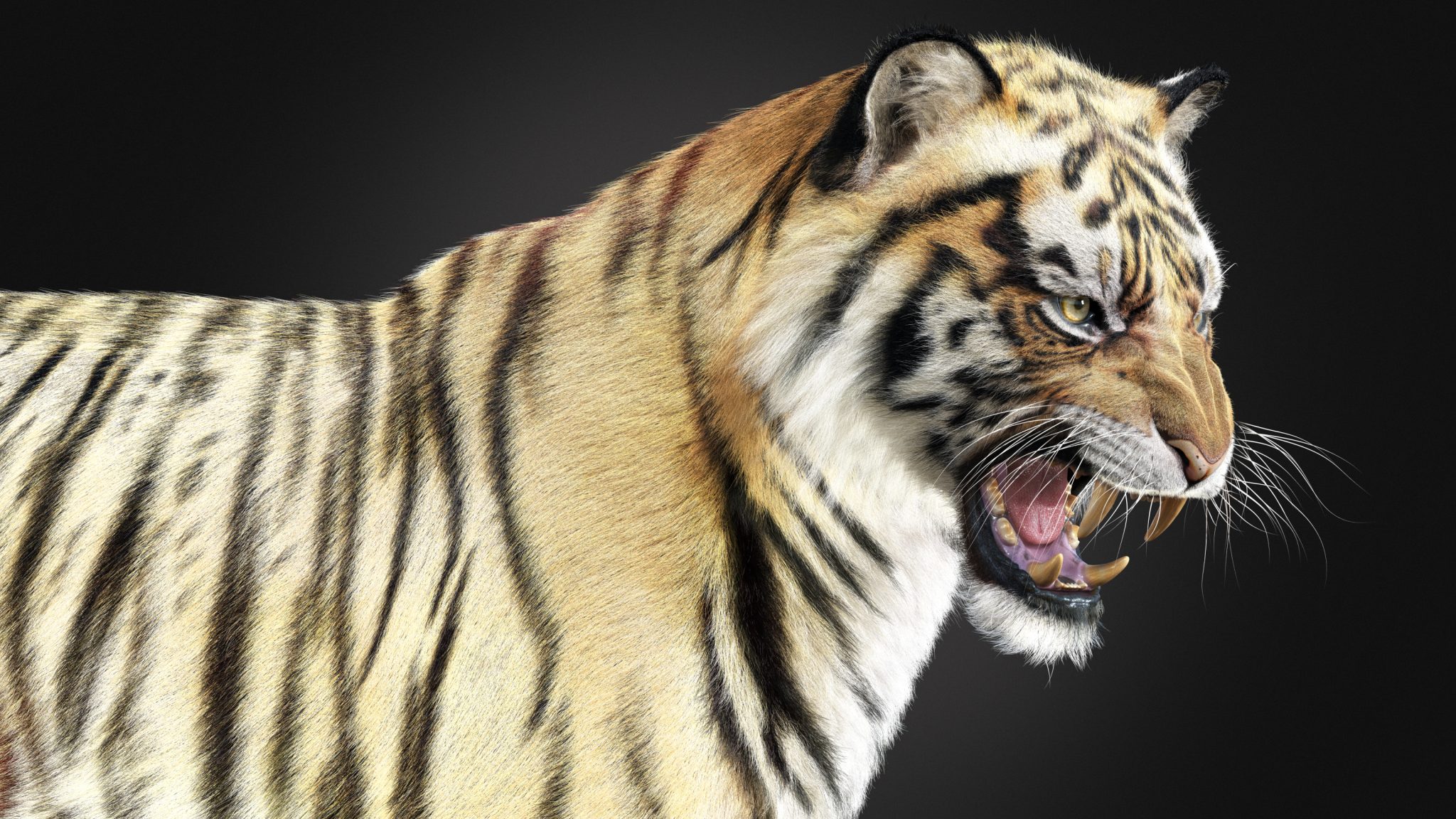 Tiger 3D Models | Animal 3d Models