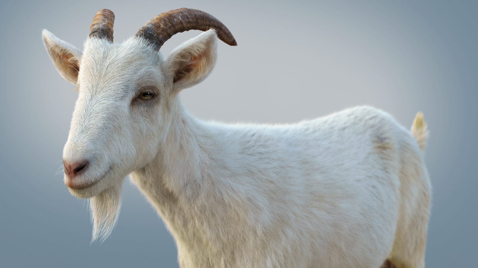 White Goat 3D Models | Animal 3d Models