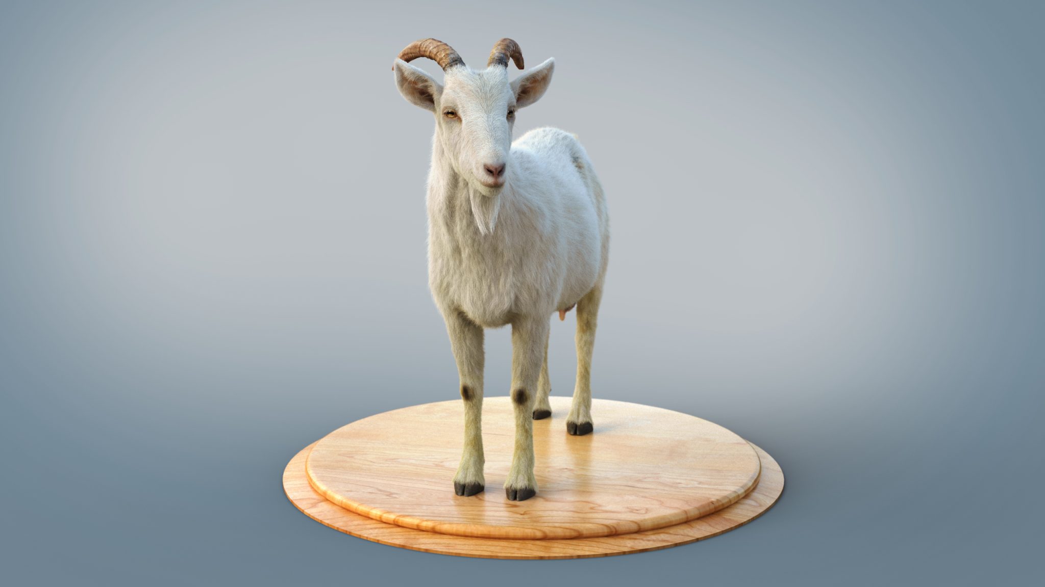 White Goat 3D Models | Animal 3d Models