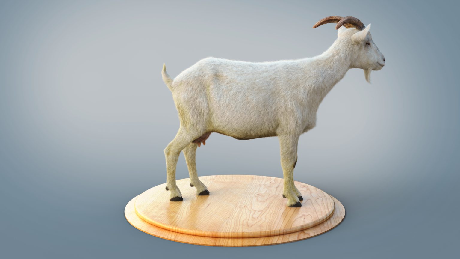 White Goat 3D Models | Animal 3d Models