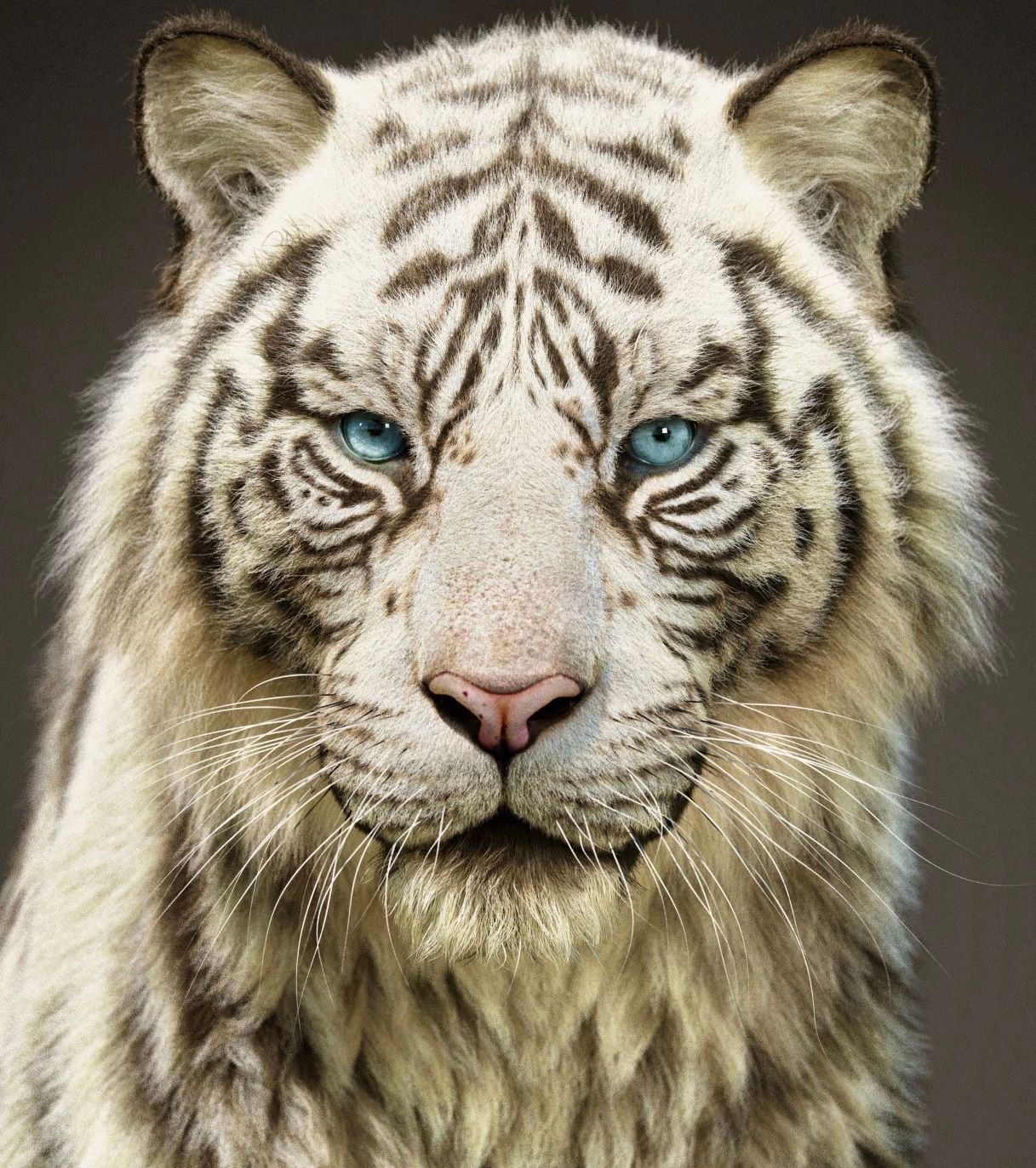 New Tiger models - Massimo Righi