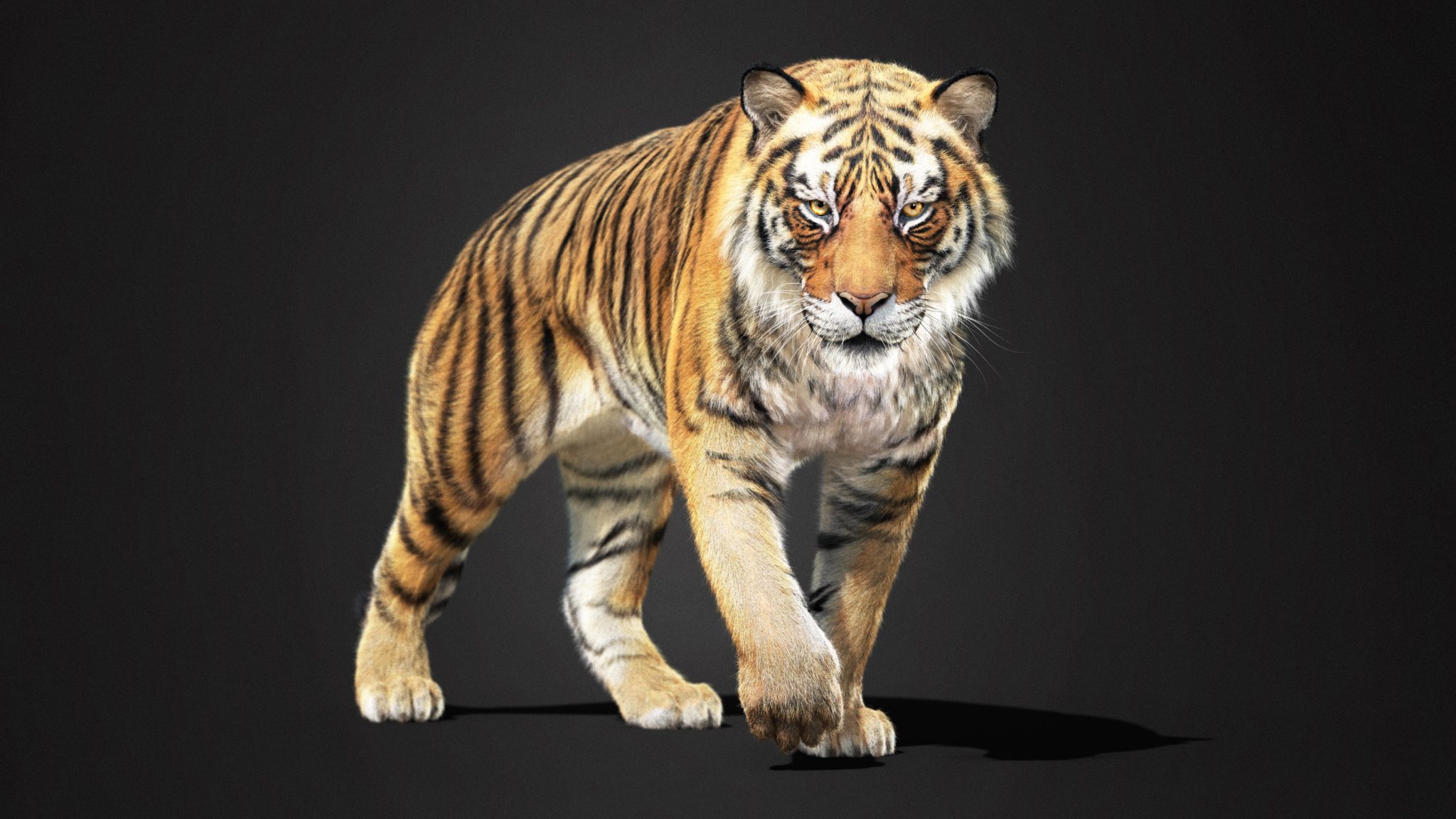 Tiger 3D Models | Animal 3d Models