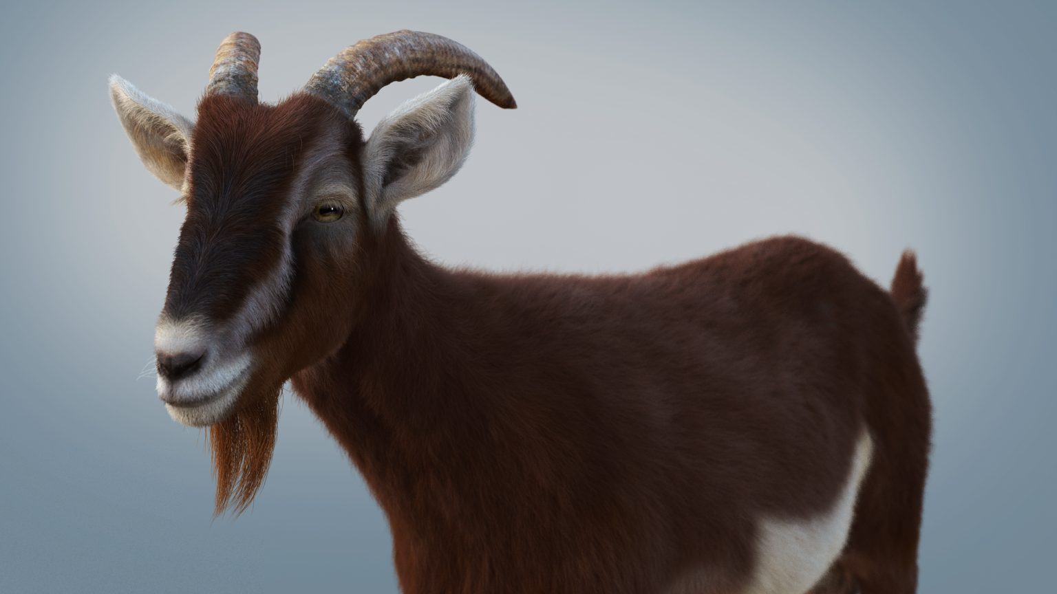 Brown Goat 3D Models | Animal 3d Models