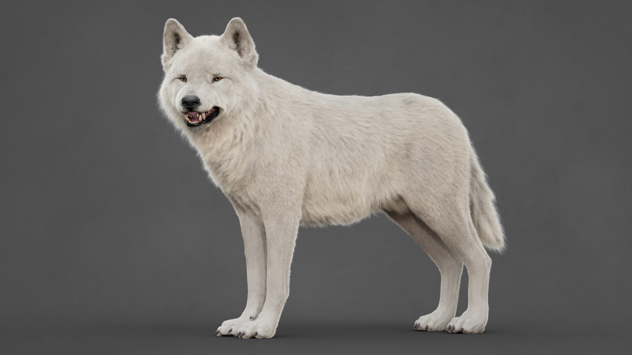 Arctic Wolf 3D Models | Animal 3d Models