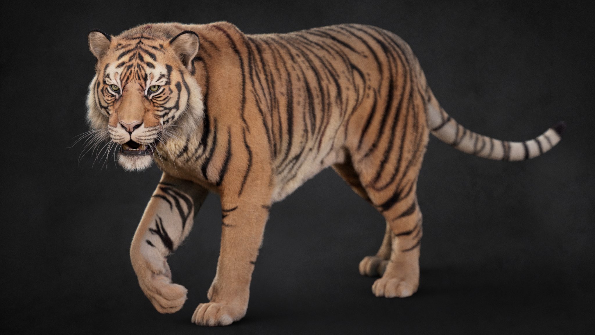 Tiger 3D Models | Animal 3d Models