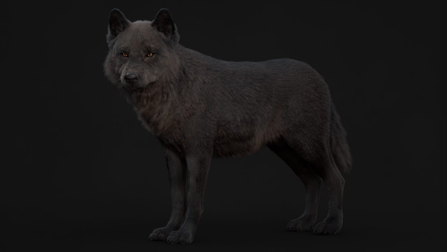 Black Wolf 3D Models | Animal 3d Models