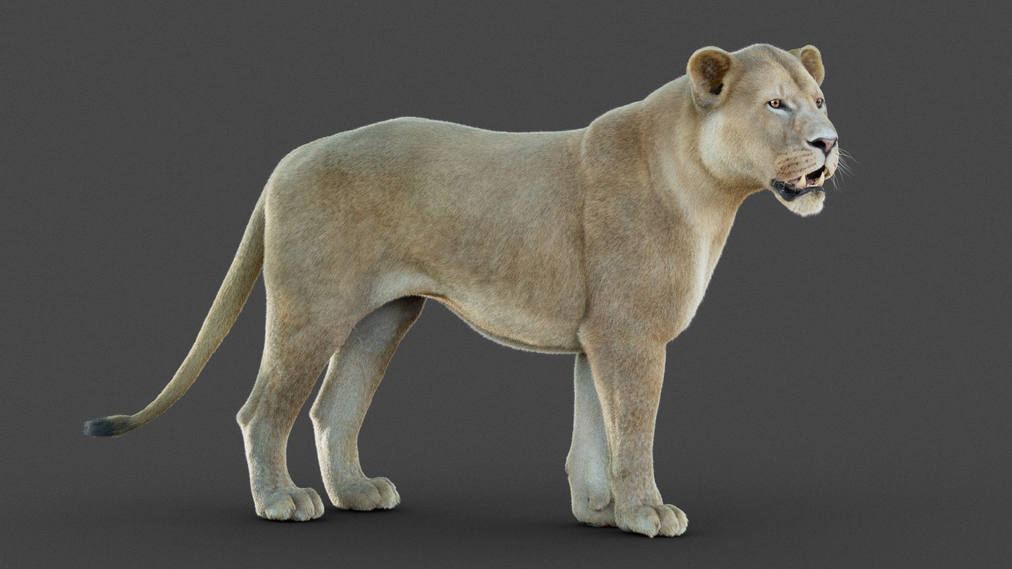 Lioness 3D Models | Animal 3d Models