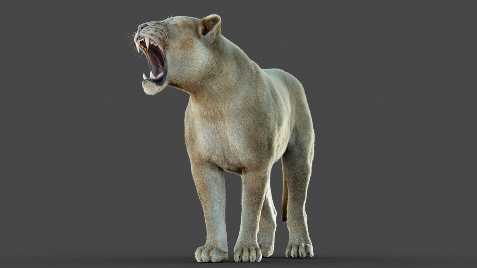 Lioness 3D Models | Animal 3d Models