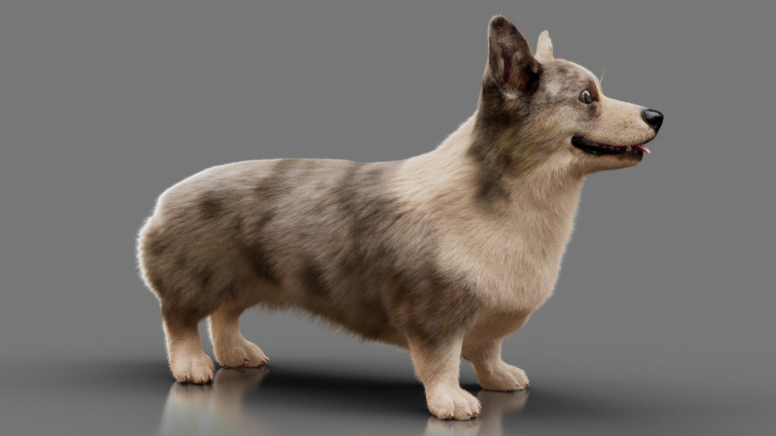 Welsh Corgi 3D Models - Merle | Animal 3d Models